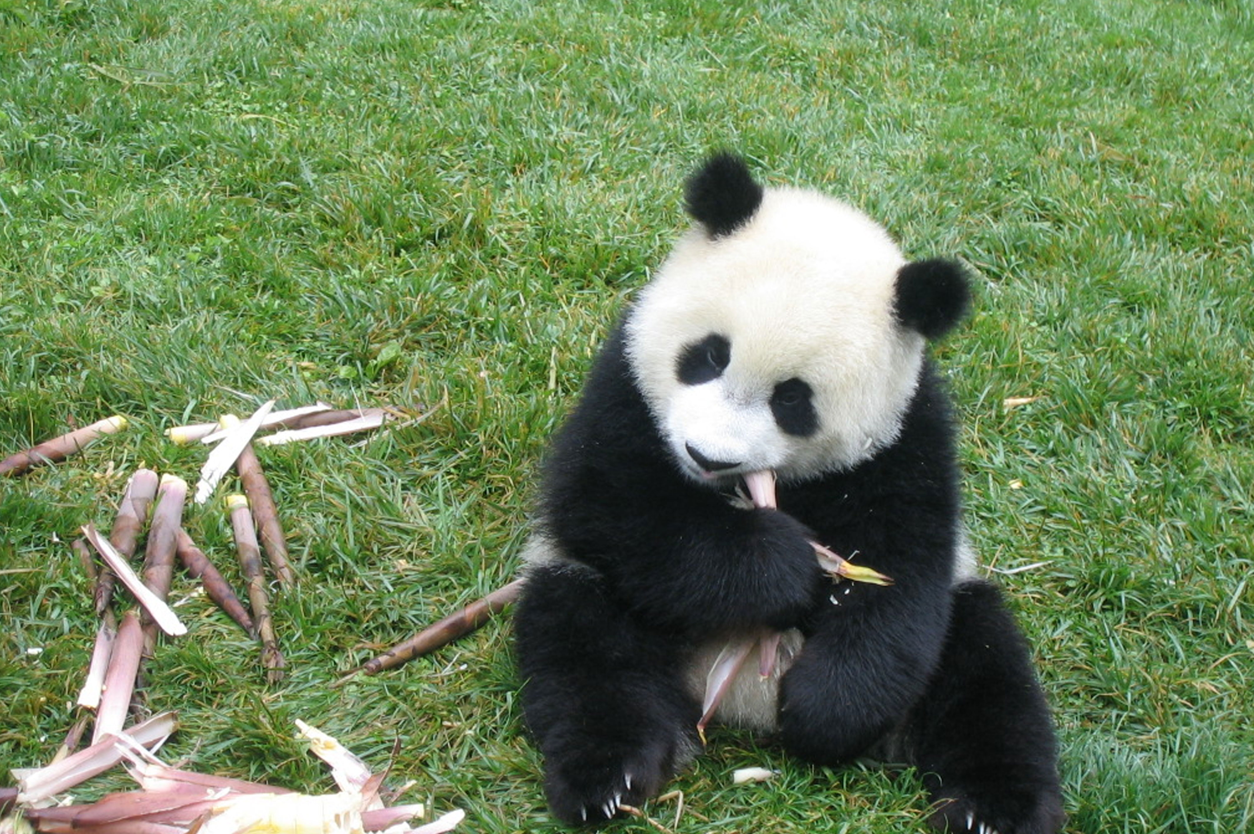 Bifengxia Panda Base - Nature and Panda Sightseeing